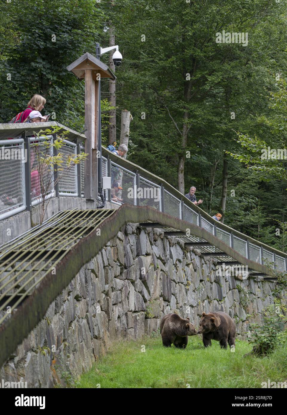 European brown bears (Ursus arctos) in the enclosure, animal enclosure ...