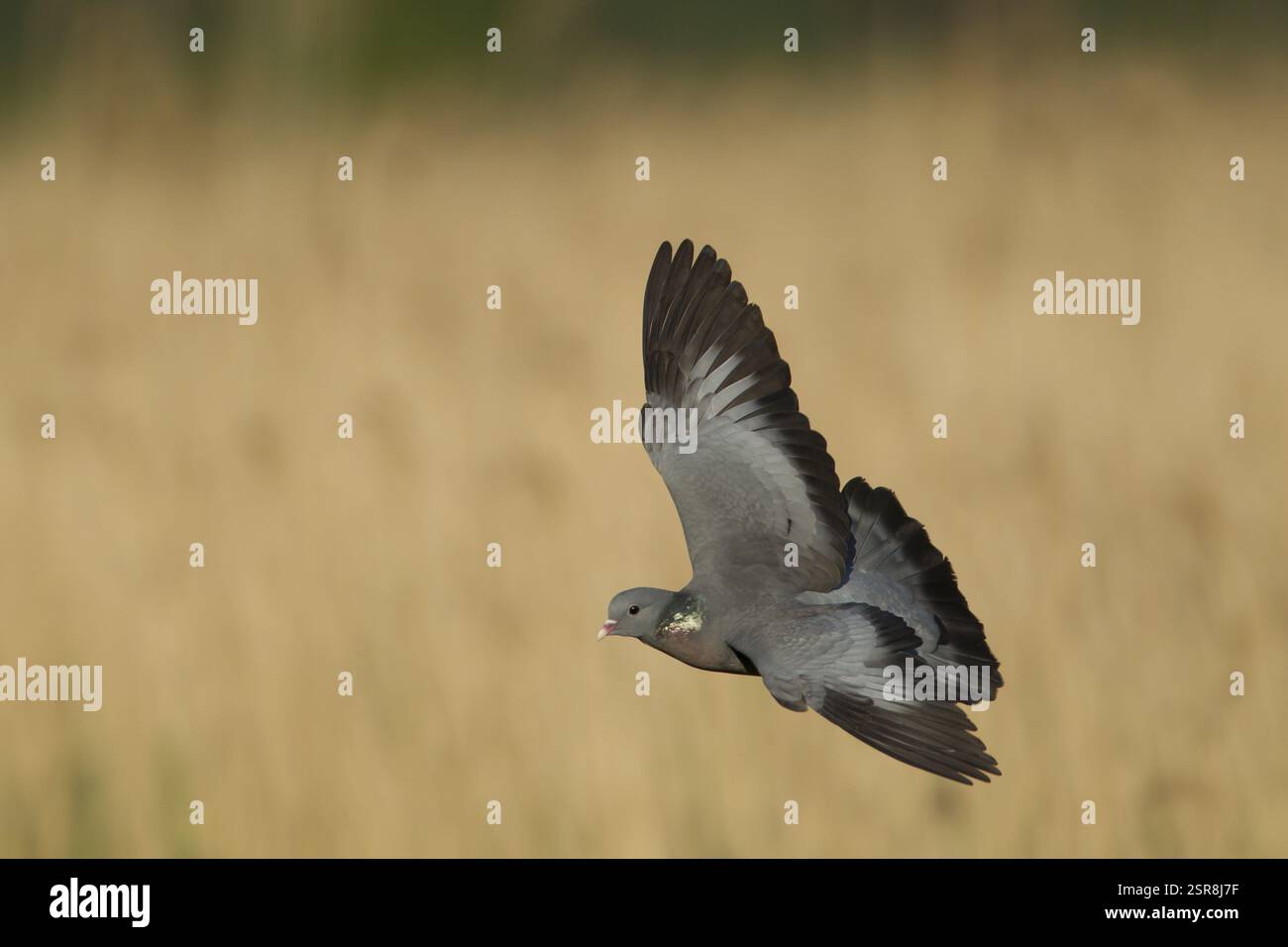 Stock dove (Columba oenas) adult bird in flight, England, United ...