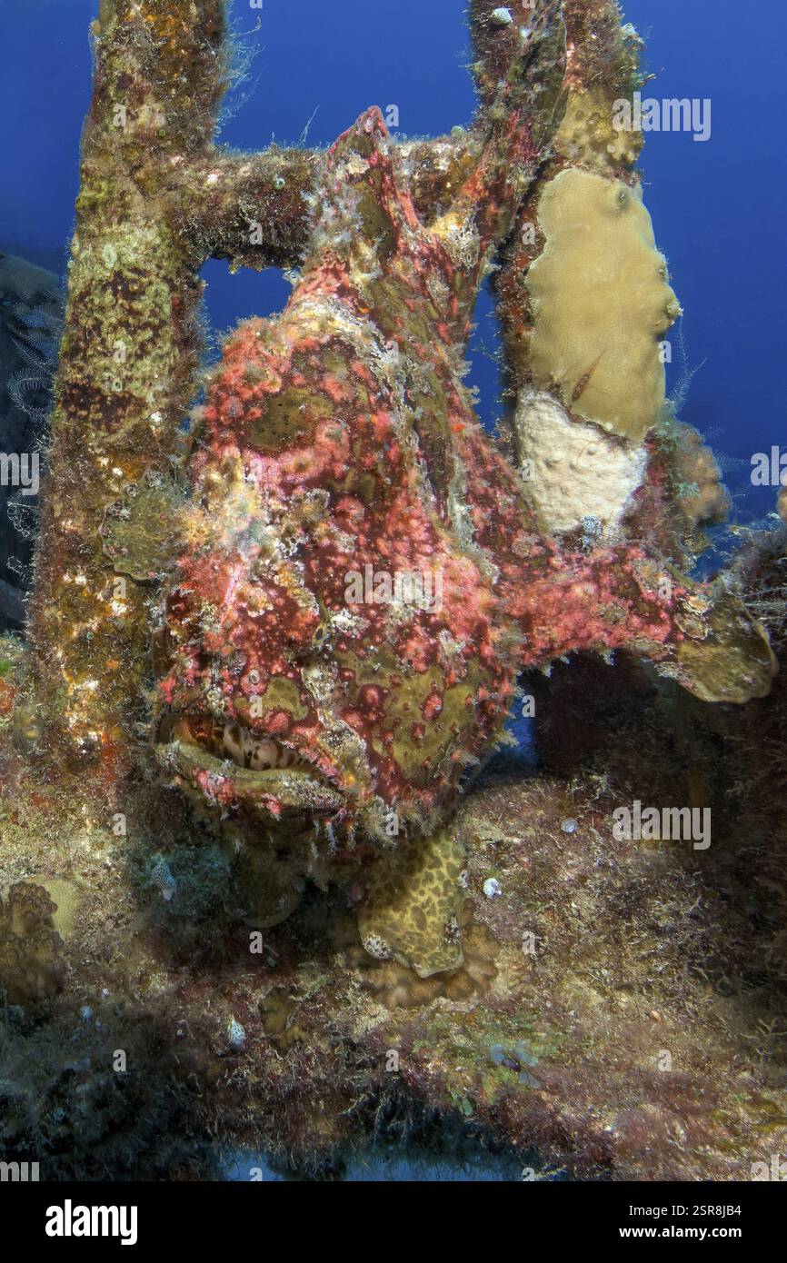 Giant anglerfish (Antennarius commersoni) sits with good camouflage ...