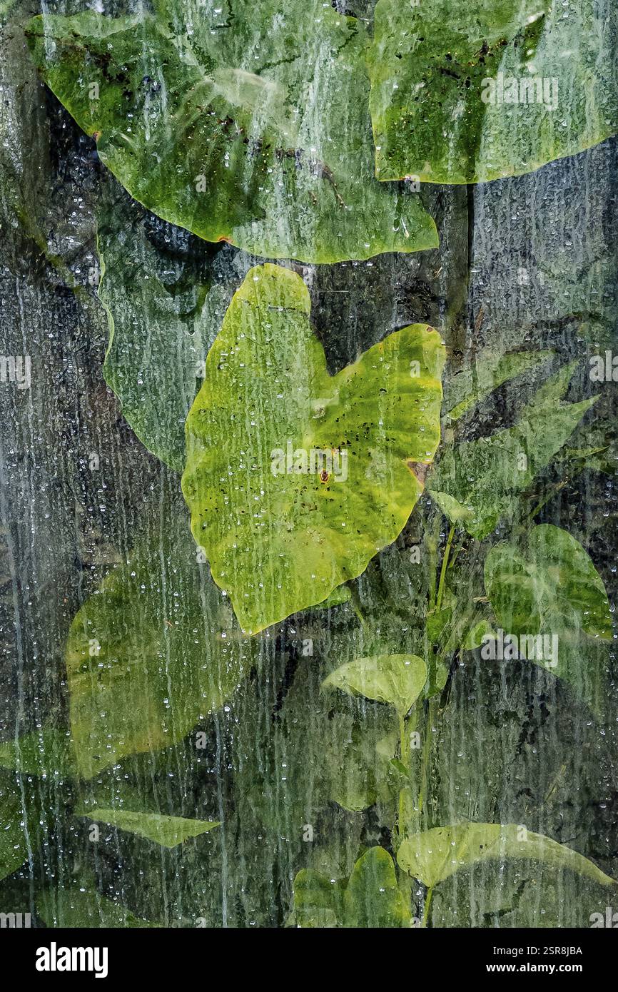 Plants and green leaves behind glass in greenhouse, structure ...