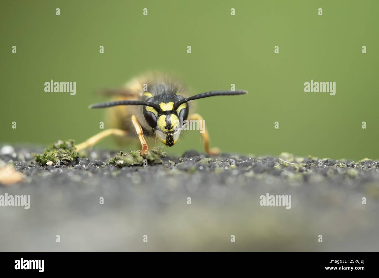 Common wasp (Vespula vulgaris) adult insect in a garden in summer ...