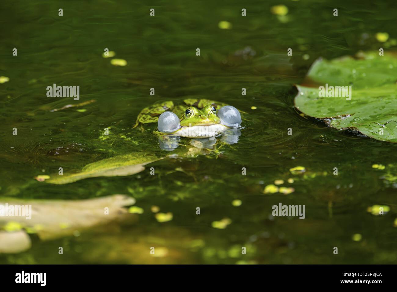 Edible frog (Pelophylax esculentus) in a little lake in the water ...