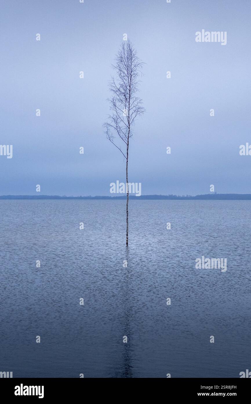 Single free-standing tree in a lake, Calm, Emotion, Mourning, Fog ...