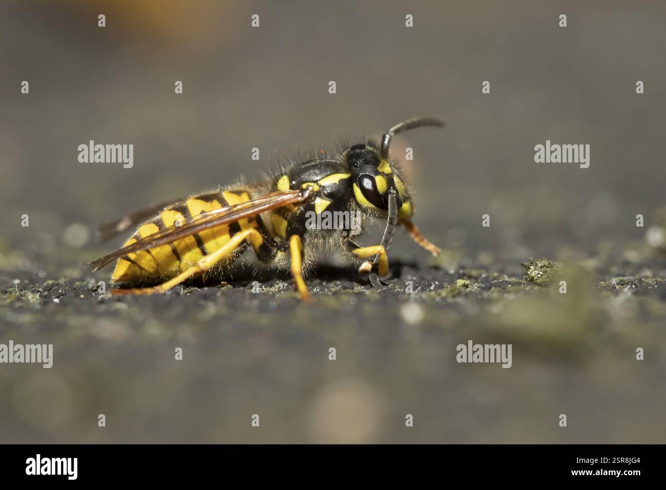 Common wasp (Vespula vulgaris) adult insect in a garden in summer ...