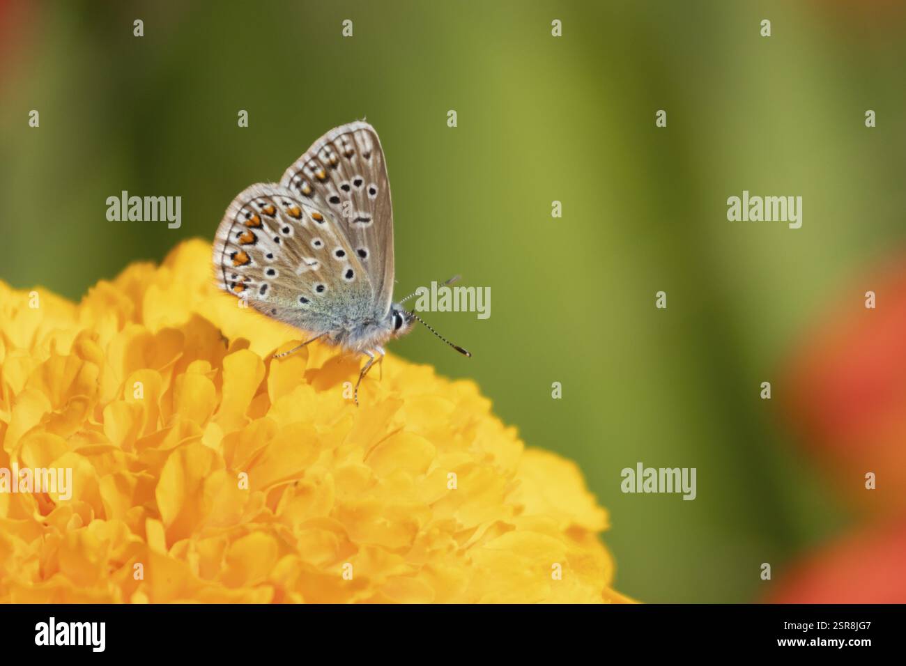 Common blue butterfly (Polyommatus icarus) adult insect feeding on ...
