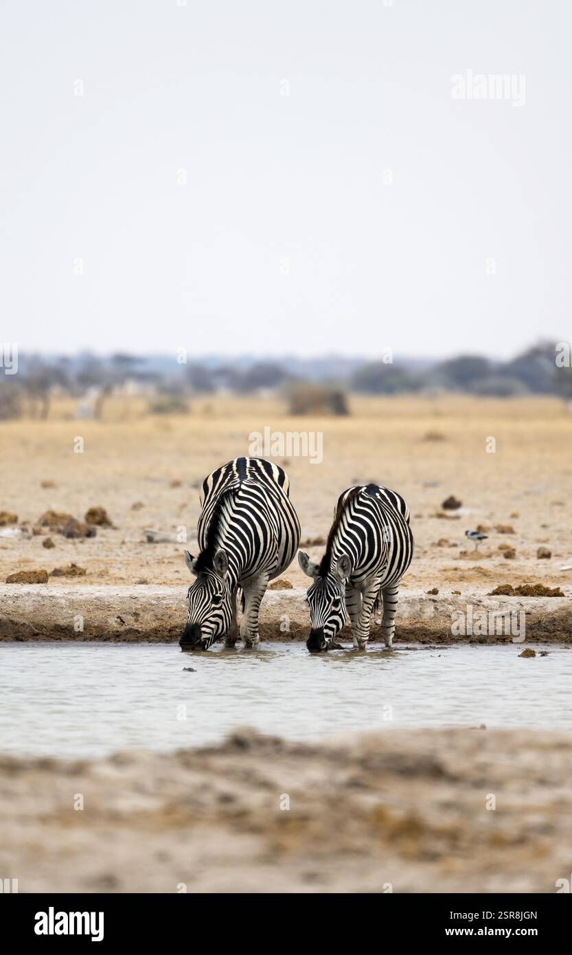 Plains zebra (Equus quagga), two zebras drinking at a waterhole, Nxai Pan National Park ...