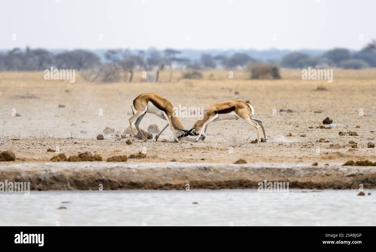 Springboks (Antidorcas marsupialis) two springboks fighting, Nxai Pan ...