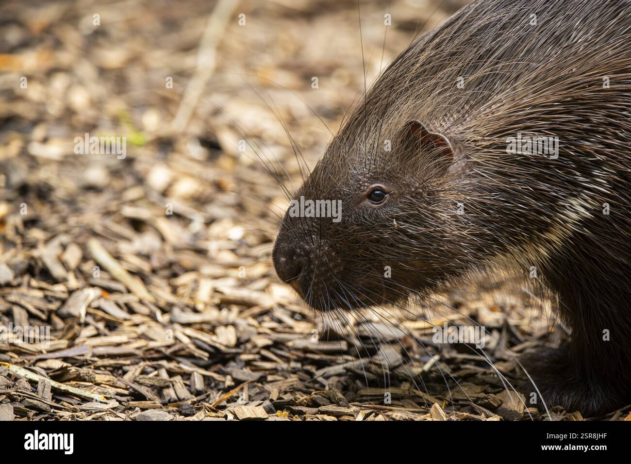 Old World porcupines (Hystrix cristata), Germany, Europe Stock Photo ...