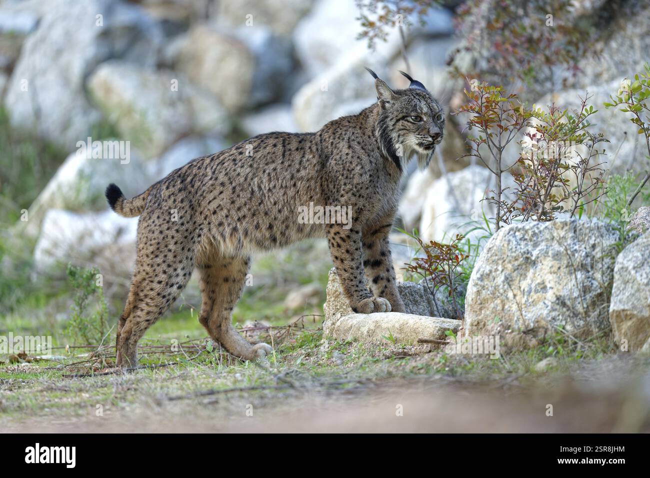 Lynx pardinus, old male, smelling a scent mark, Andalusia Spain Stock ...