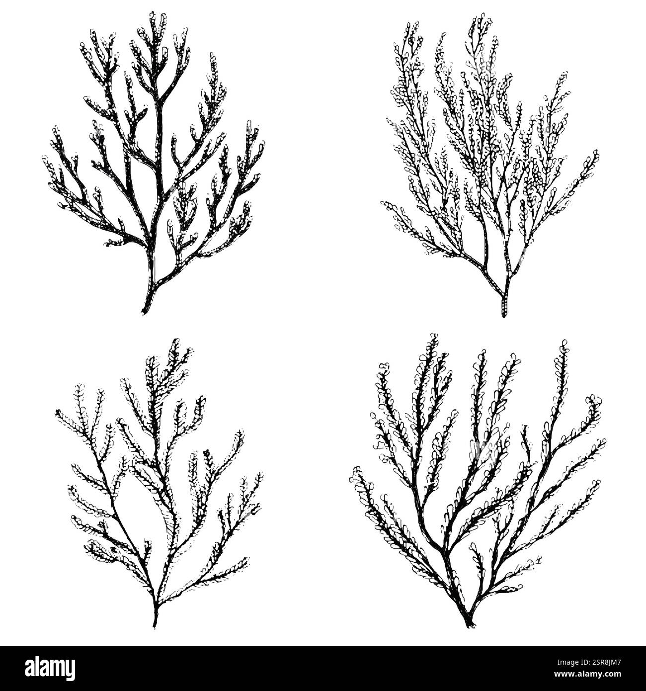 A handdrawn watercolor illustration of Watercolor Hand-Drawn Seaweed ...