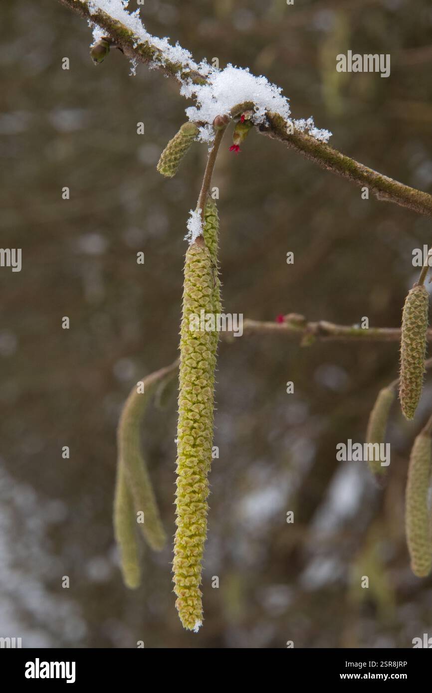 Male yellow-green catkins and female red flowers of a hazel tree ...