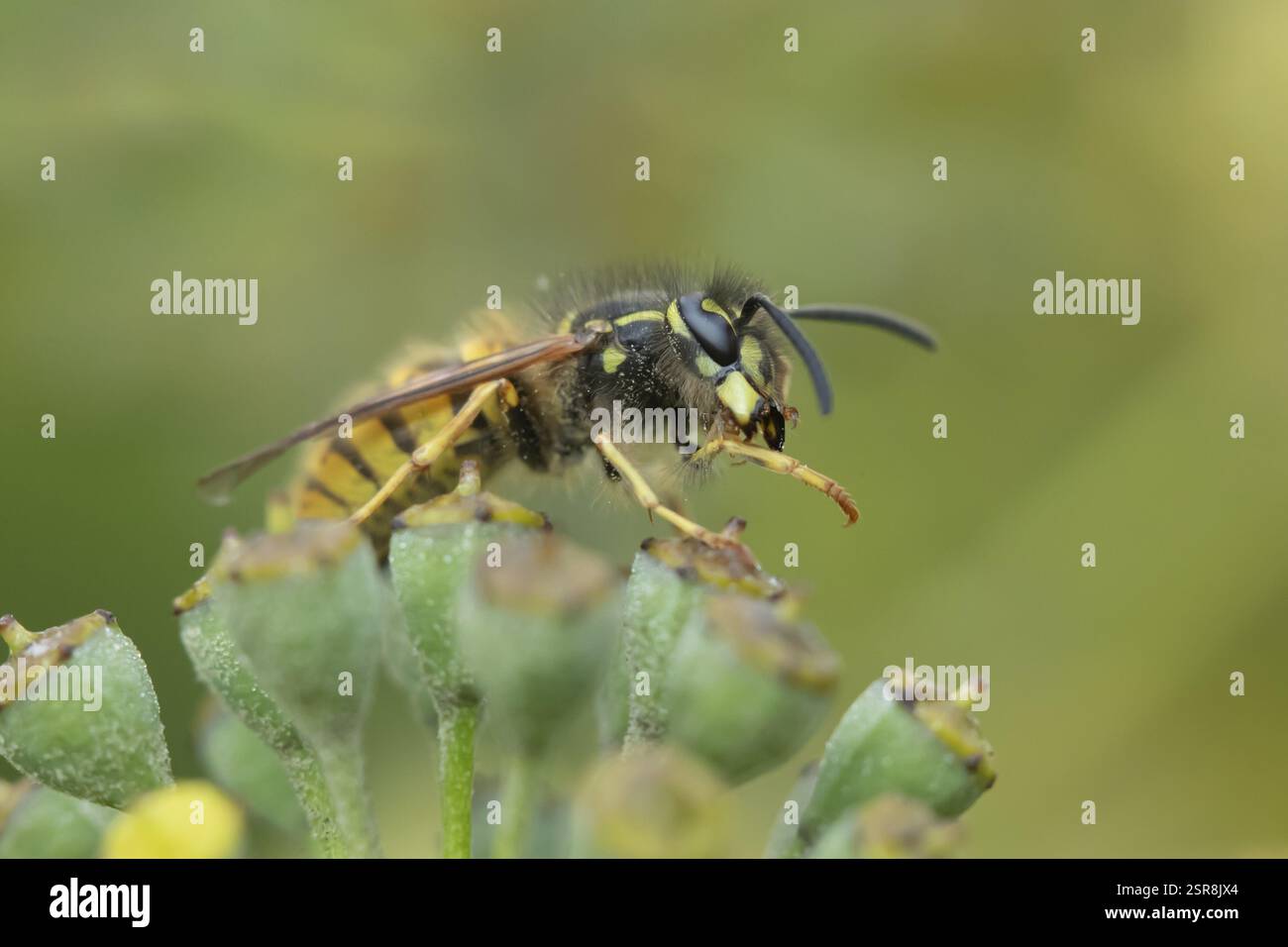 Common wasp (Vespula vulgaris) adult insect on an Ivy seedhead in ...
