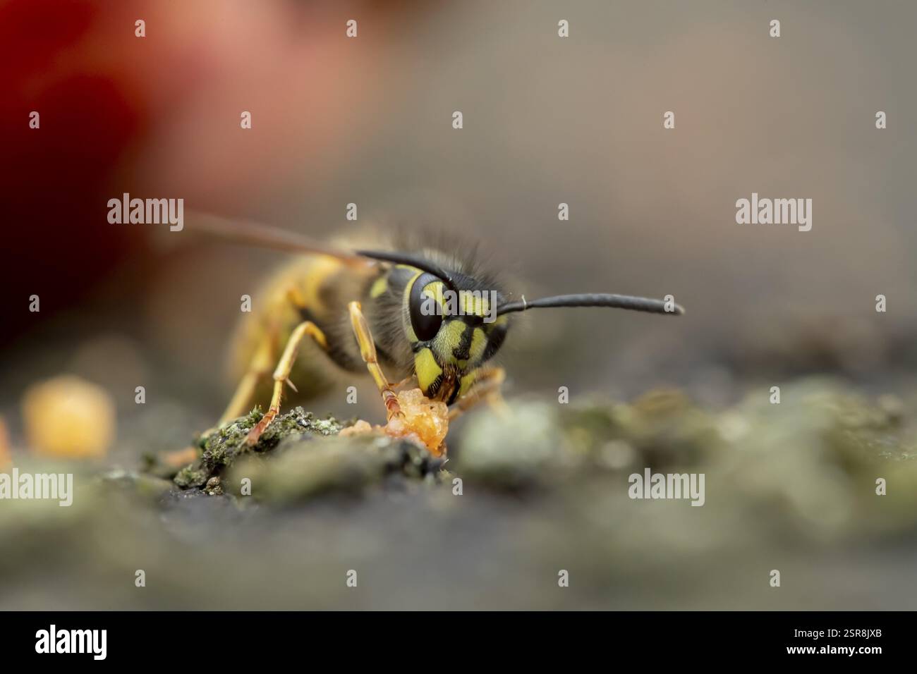 Common wasp (Vespula vulgaris) adult insect feeding on fallen fruit in ...