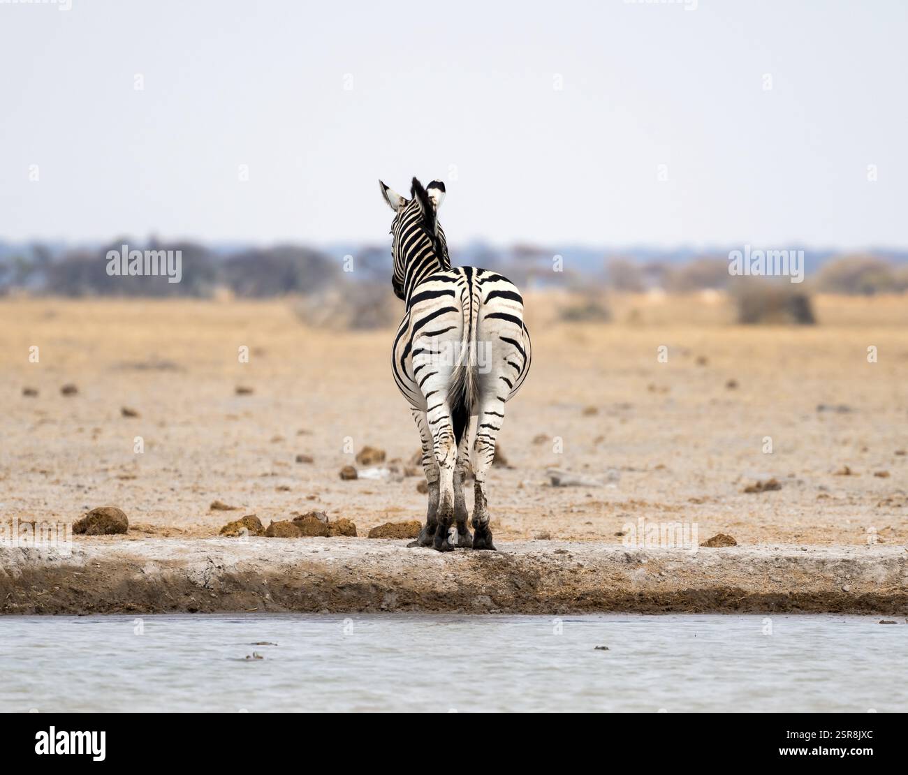 Steppe zebra (Equus quagga), zebra from behind at the waterhole, Nxai ...