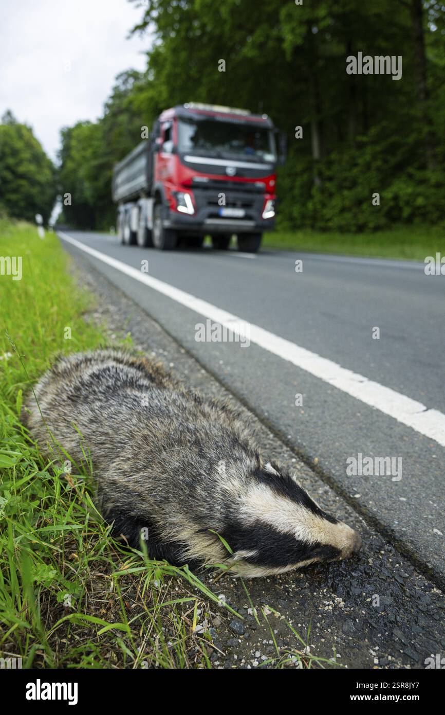 European badger (Meles meles) lies dead on a road, car accident, wild ...