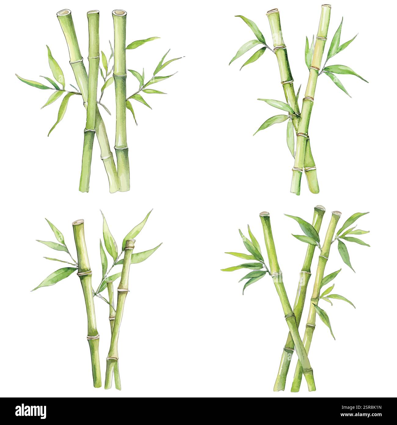 A handdrawn watercolor illustration of Bamboo Plant Illustration that ...