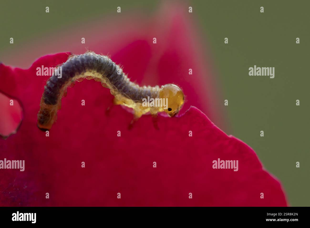 Large rose sawfly (Arge ochropus) caterpillar larva feeding on a red ...