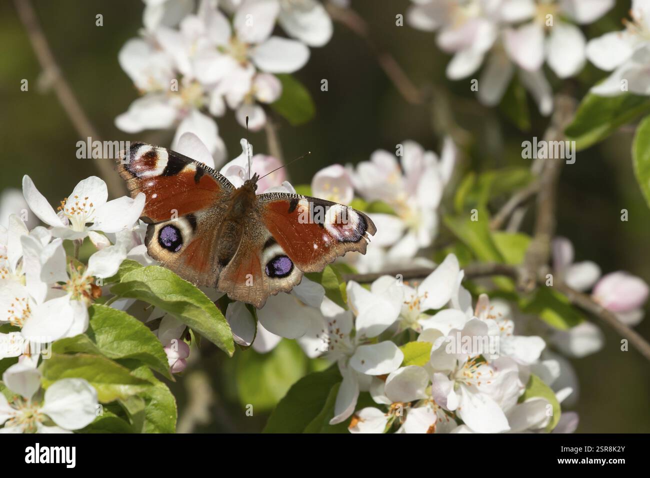 Peacock butterfly (Aglais io) adult insect feeding on Apple tree ...