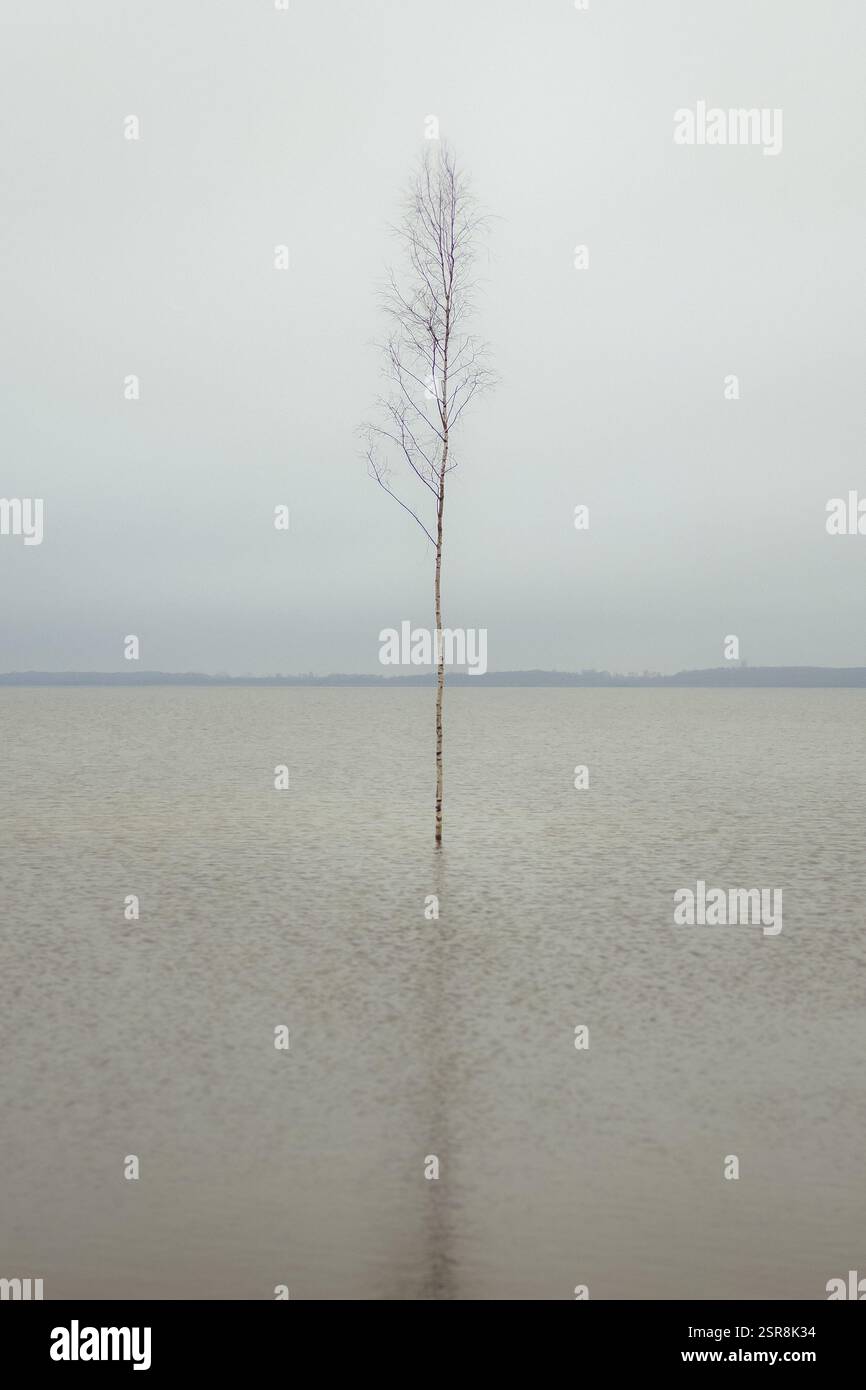 Single free-standing tree in a lake, Calm, Emotion, Mourning, Fog ...