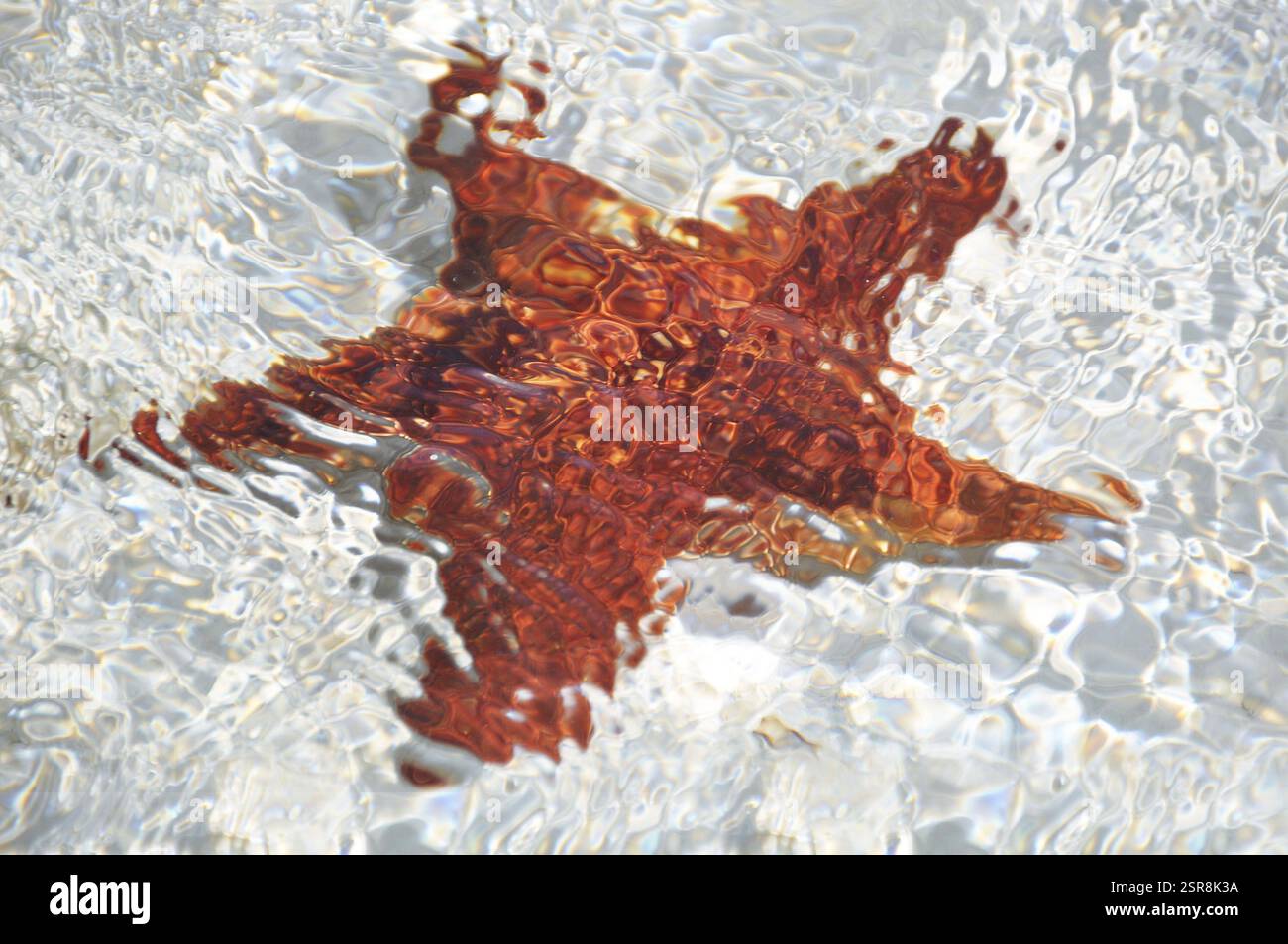 Red cushion starfish, cushion starfish (Oreaster reticulatus), in ...