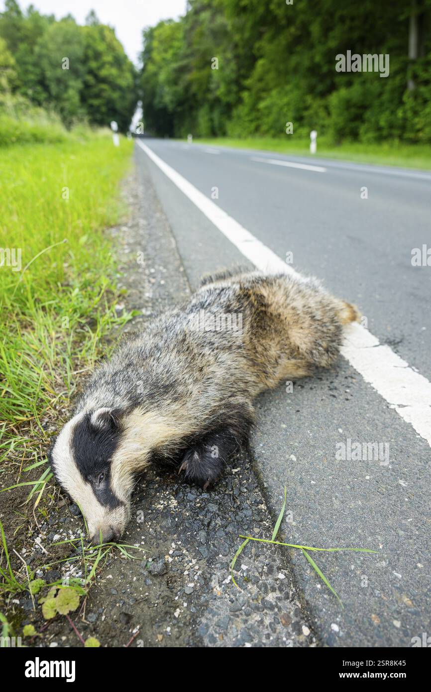 European badger (Meles meles) lies dead on a road, car accident, wild ...