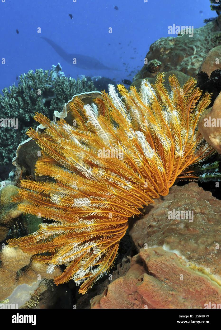 Close-up of yellow Bennnetti's Yellow Feather Star (Oxycomanthus ...