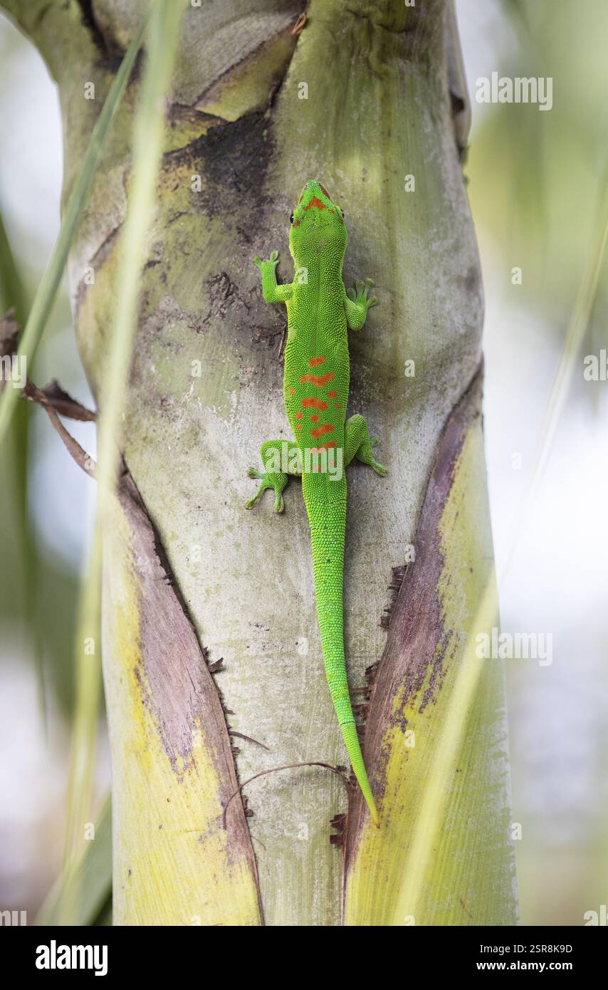 Madagascar giant day gecko (Phelsuma grandis) in the garden of the ...