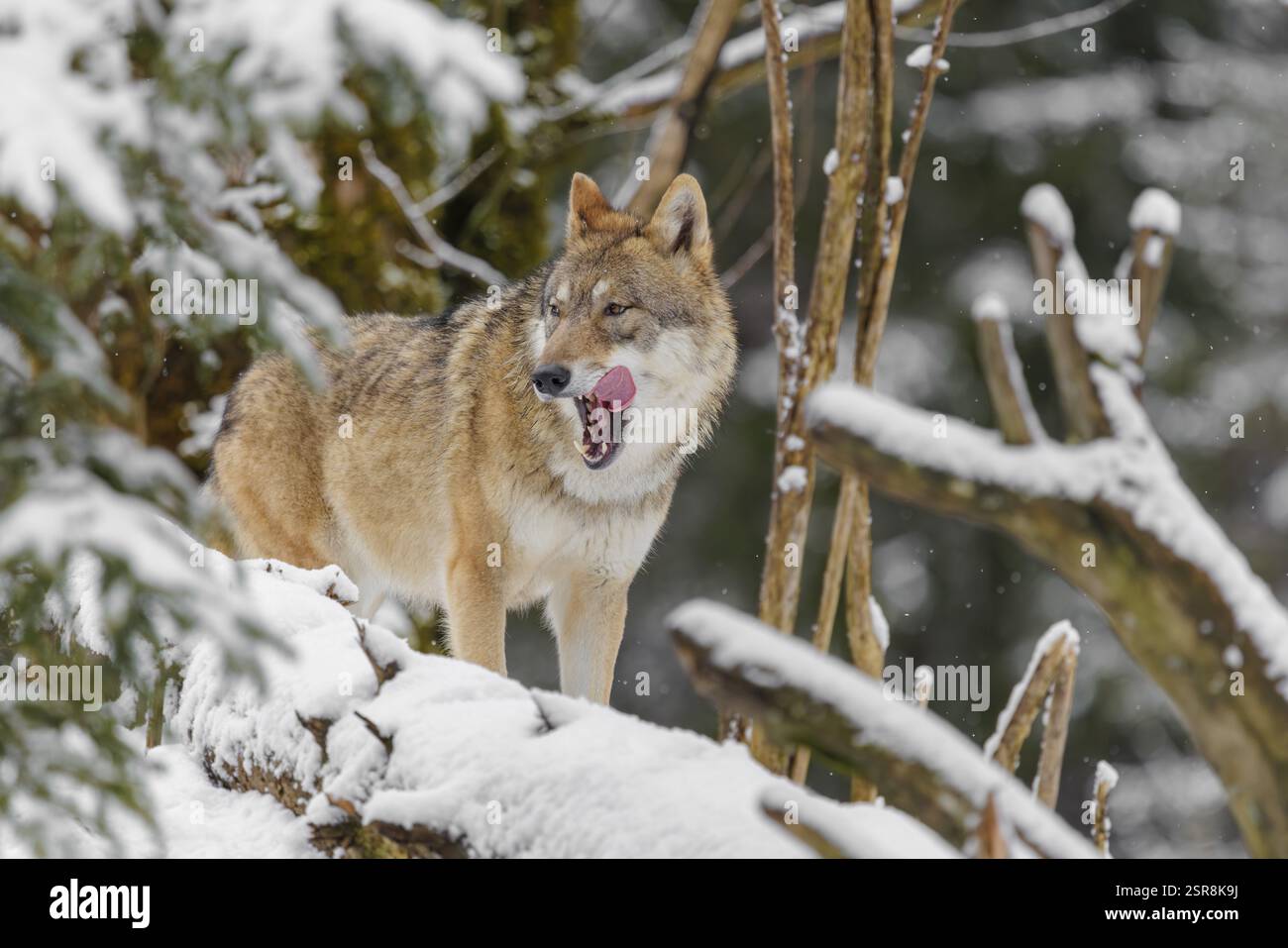 An adult female grey wolf (Canis lupus lupus) stands in the thicket of a sloping, snow-covered ...
