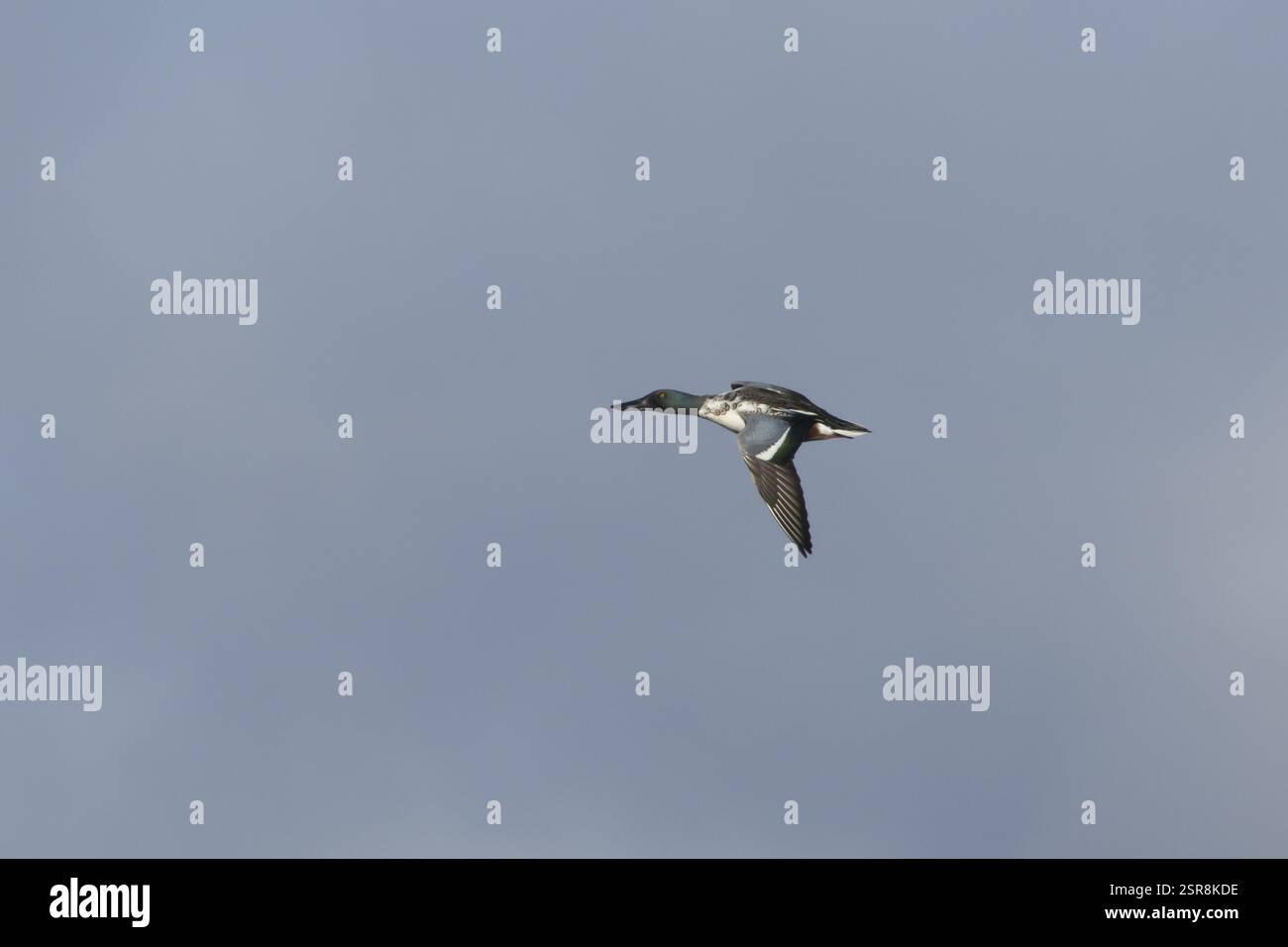 Northern shoveler duck (Anas clypeata) adult male bird flying, England ...