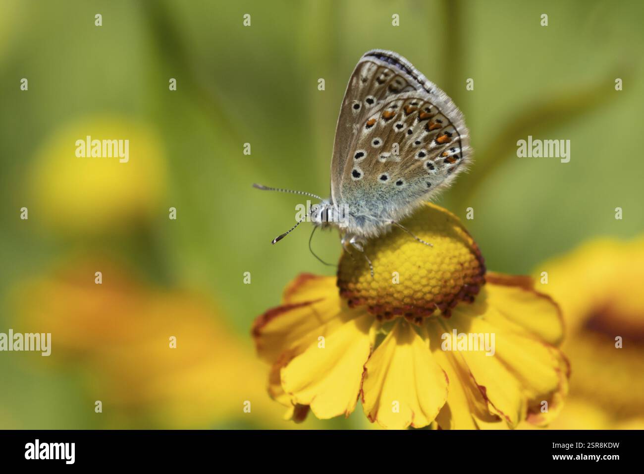 Common blue butterfly (Polyommatus icarus) adult insect feeding on ...