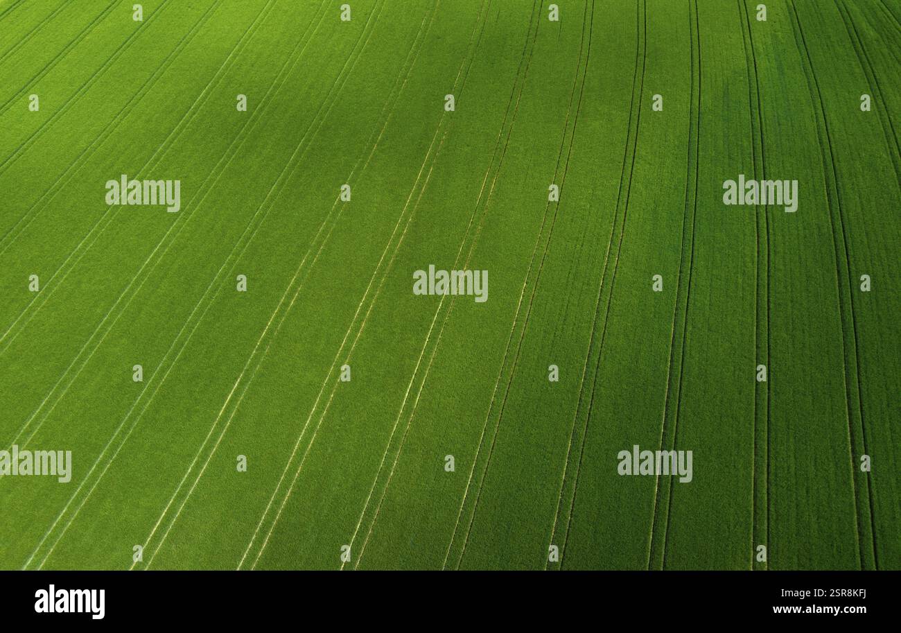 Drone image, grain field with lanes on the field, from above ...