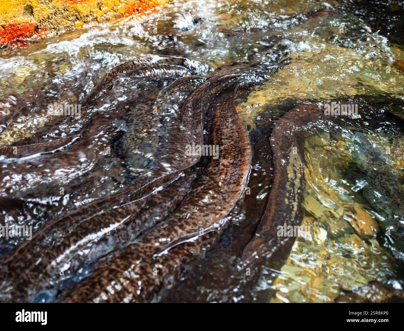 Ambon Island, Indonesia. Eels in the sacred eel in Waai village. Giant ...
