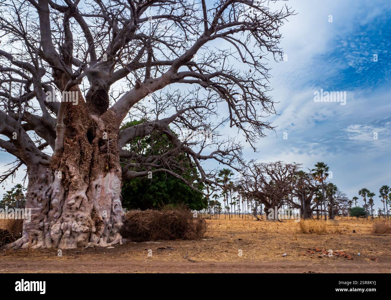A huge baobab trees and local well. Tree of happiness, Senegal. Africa ...