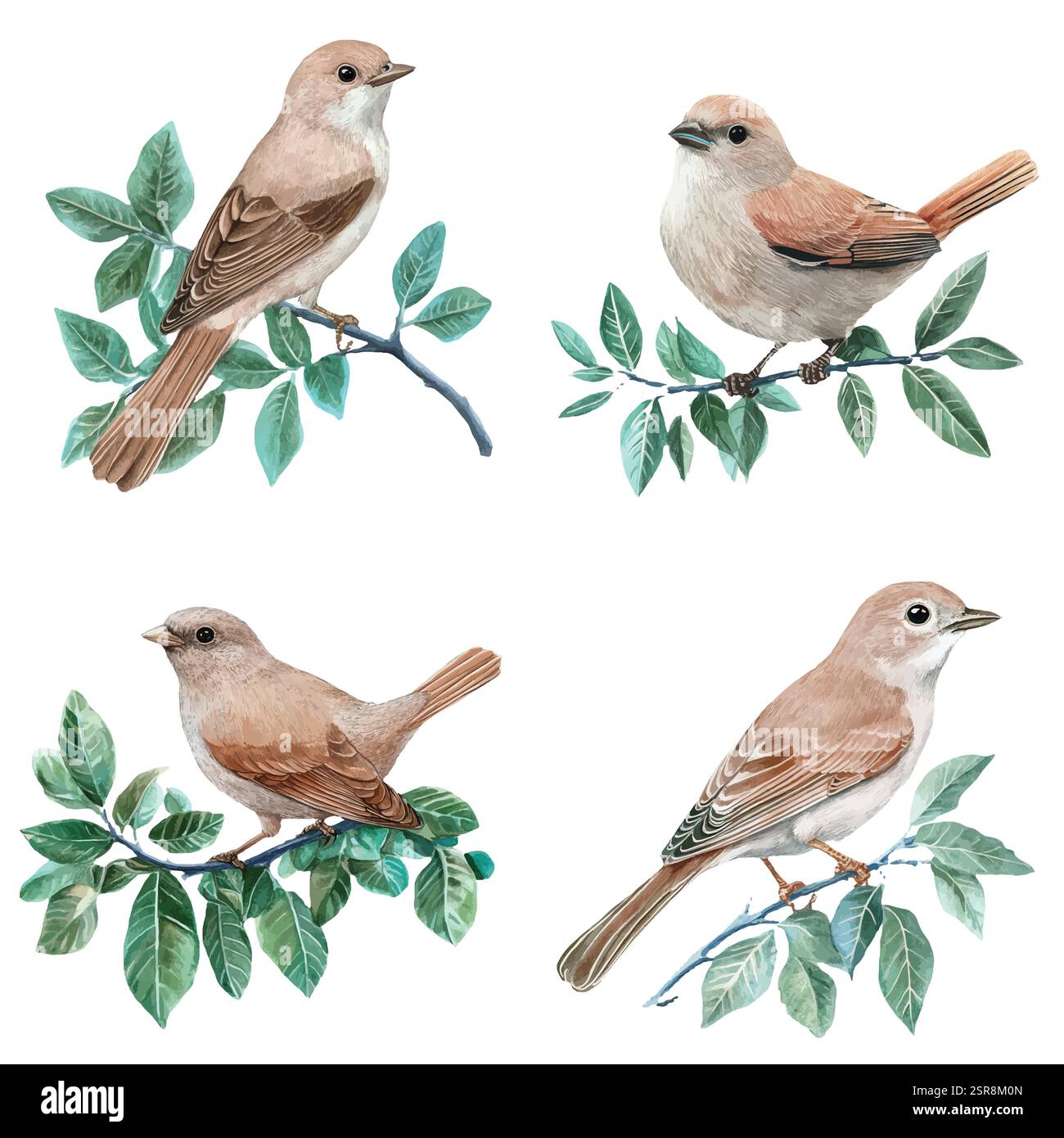 A handdrawn watercolor illustration of Bird on Leaves Watercolor ...