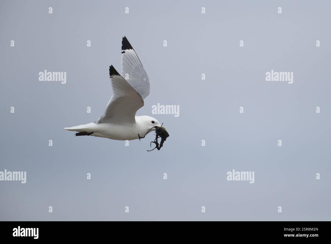 Black-legged kittiwake (Rissa tridactyla) adult sea bird flying ...
