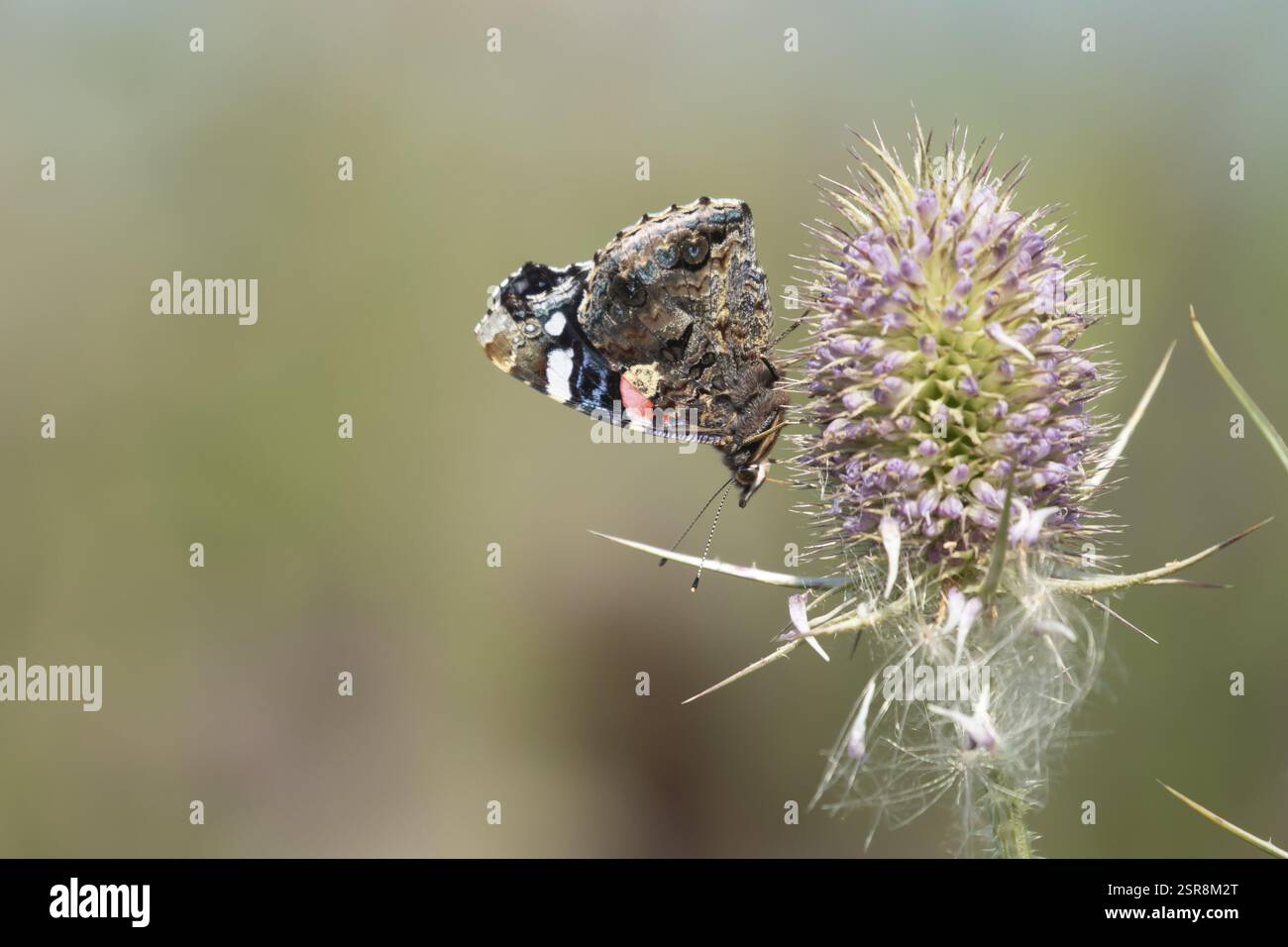 Red admiral butterfly (Vanessa atalanta) adult insect feeding on Teasel ...