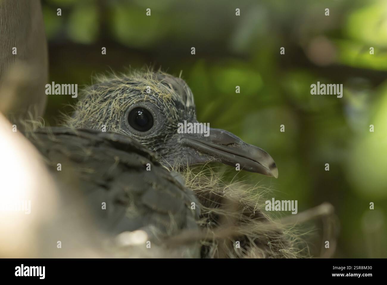 Wood pigeon (Columba palumbus) juvenile baby cobb bird in a nest ...
