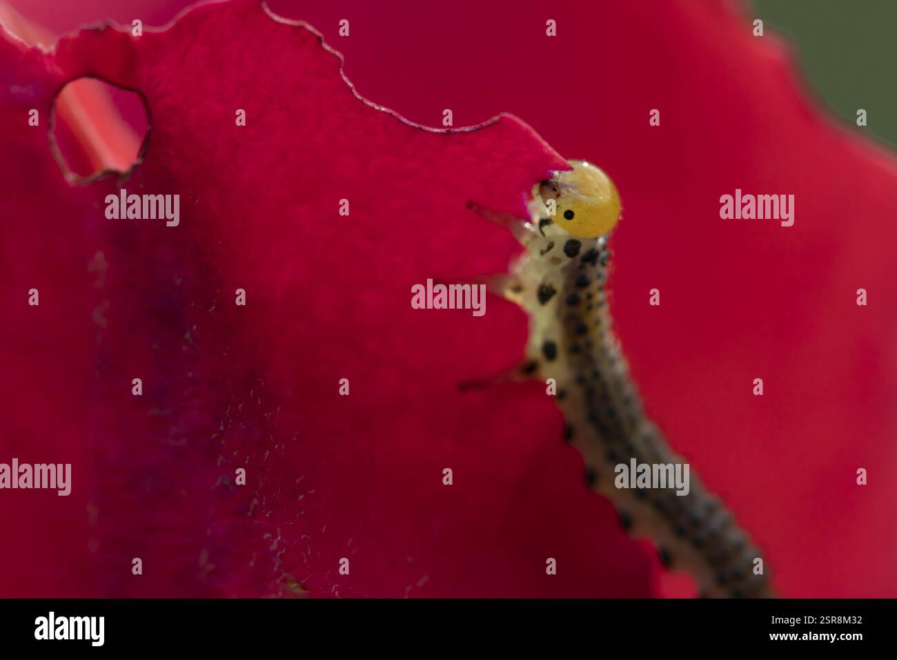 Large rose sawfly (Arge ochropus) caterpillar larva feeding on a red ...