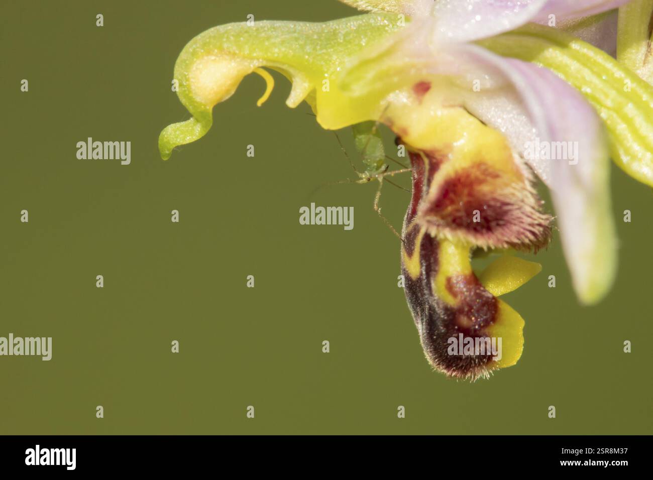 Aphid adult insect on a Bee orchid (Ophrys apifera) flower in summer ...