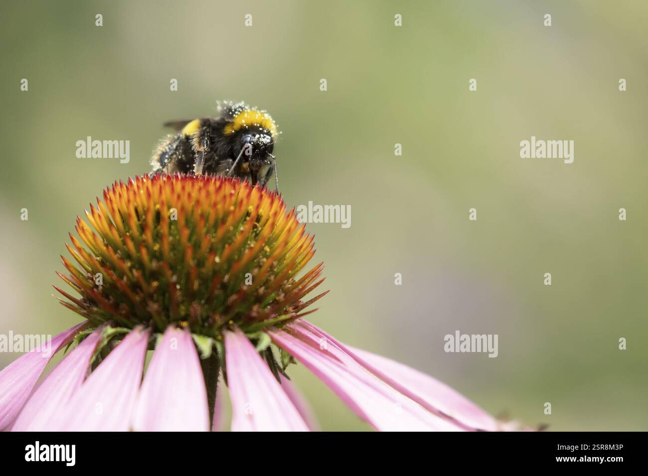 Buff tailed bumblebee (Bombus terrestris) adult bee feeding on a purple ...