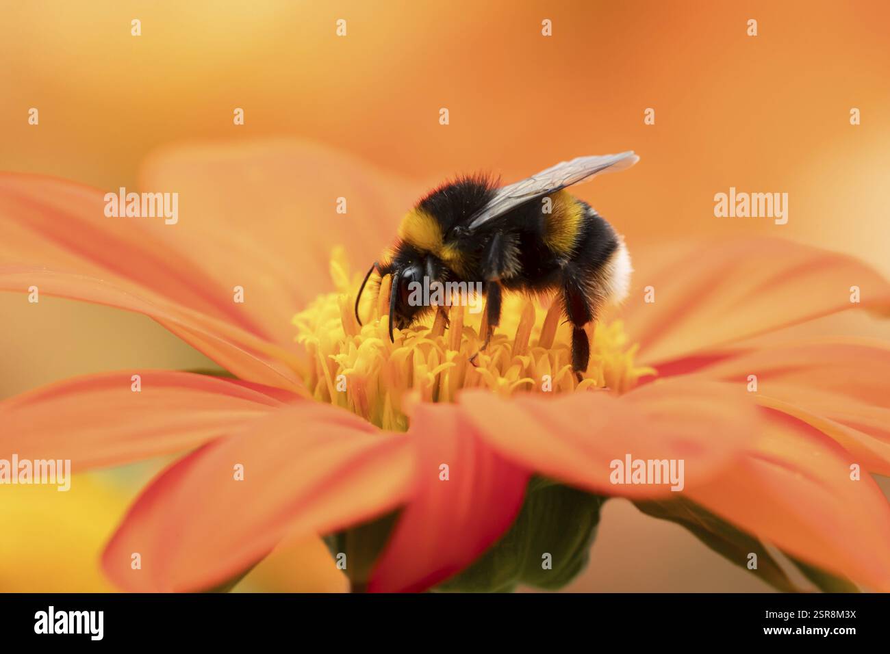 Buff tailed bumblebee (Bombus terrestris) adult bee feeding on a ...