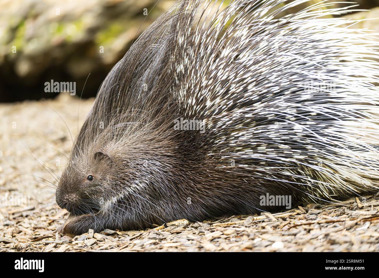 Old World porcupines (Hystrix cristata), Germany, Europe Stock Photo ...