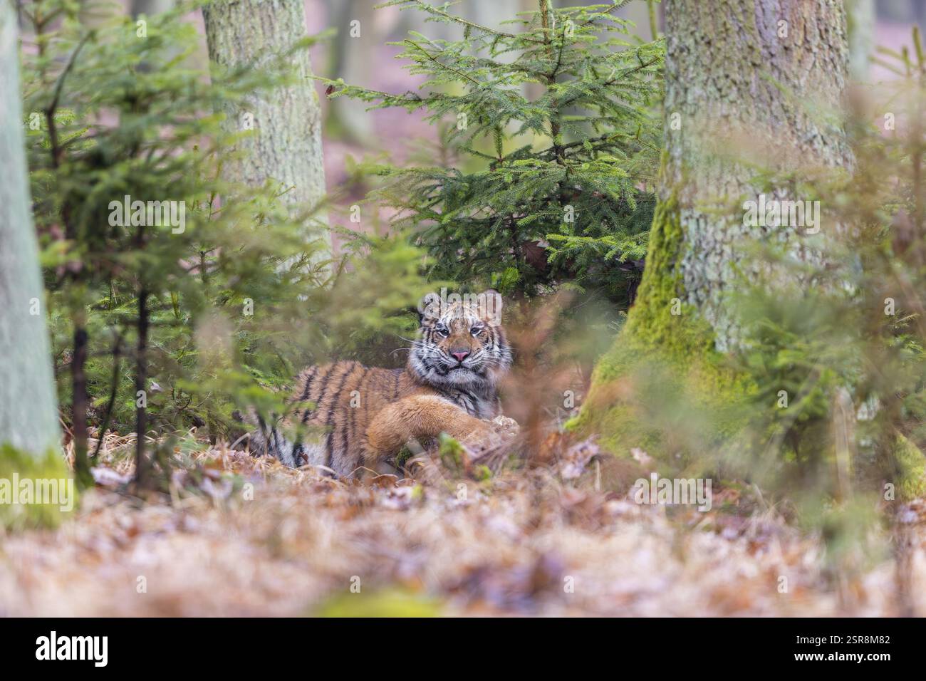 One young female Siberian Tiger, Panthera tigris altaica, hiding in the ...