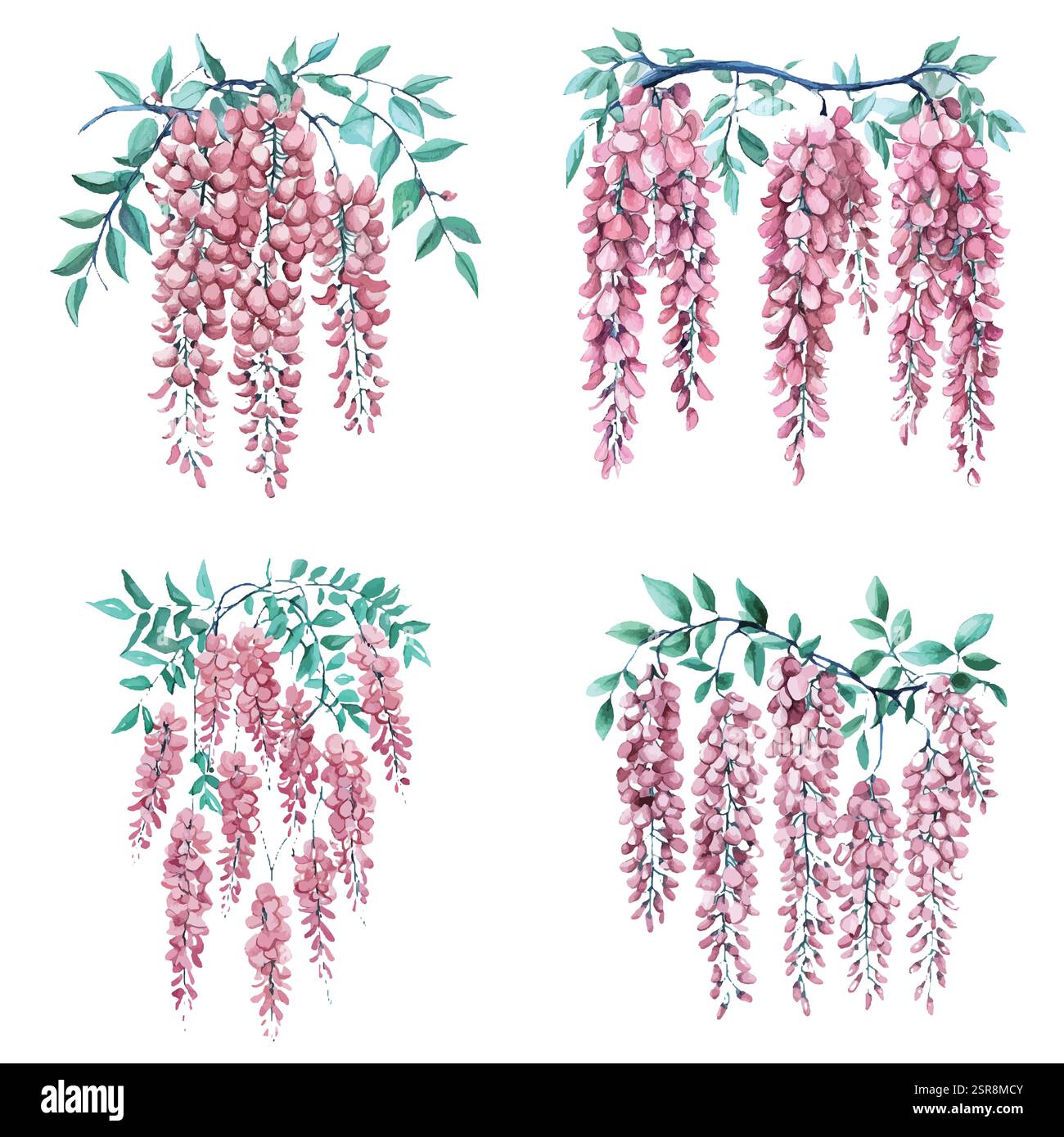 A handdrawn watercolor illustration of Hand-drawn watercolor wisteria ...