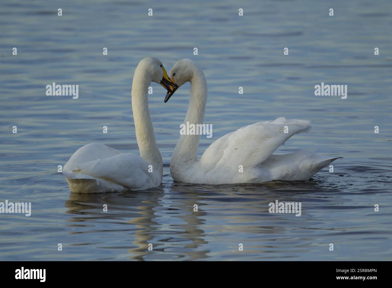 Whooper swan (Cygnus cygnus) two adult birds performing their courtship ...