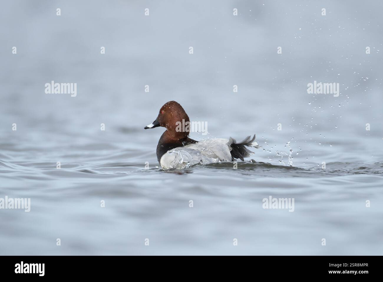 Common pochard duck (Aythya ferina) adult male bird bathing on a lake ...