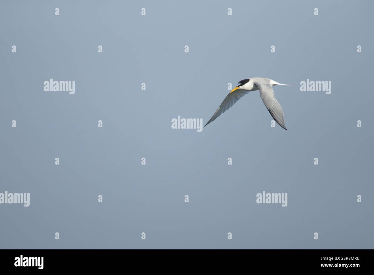 Little tern (Sternula albifrons) adult bird in flight in the summer ...