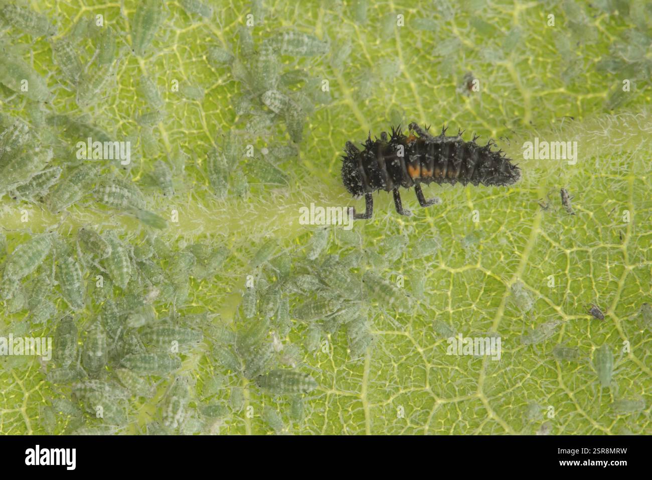 Seven-spot ladybird (Coccinella septempunctata) larva and Plum aphids ...