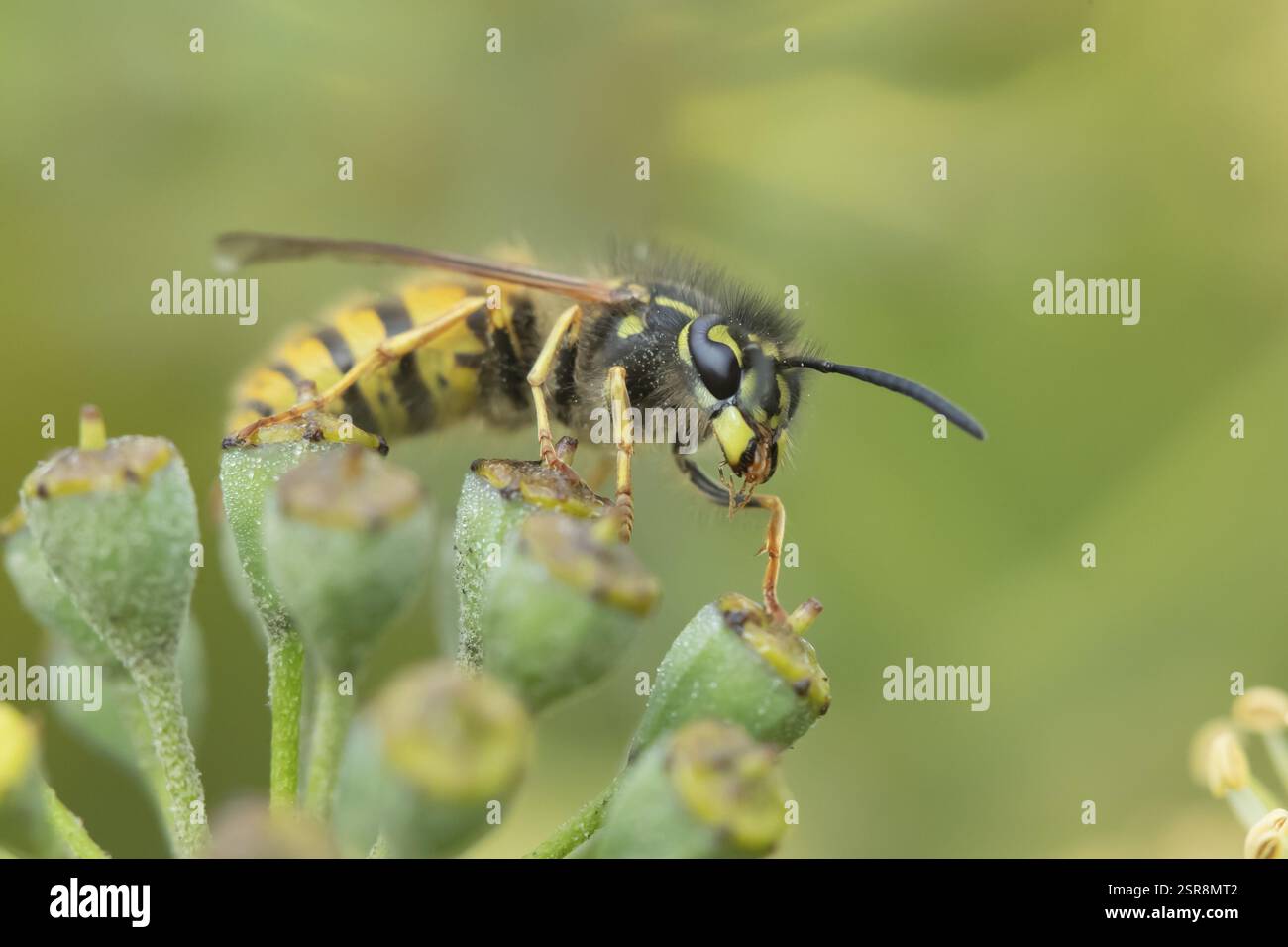 Common wasp (Vespula vulgaris) adult insect on an Ivy seedhead in ...