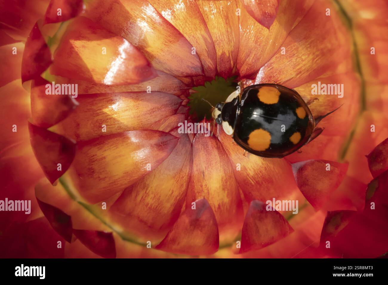Harlequin ladybird (Harmonia axyridis) adult insect on a garden ...